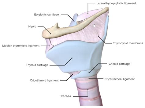 Labeled Diagram Of Larynx