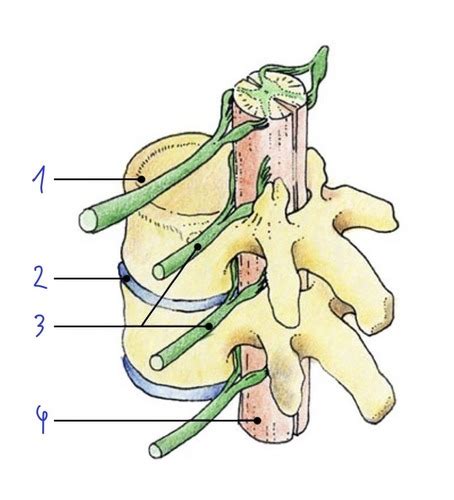 Bio Kln Karteikarten Quizlet