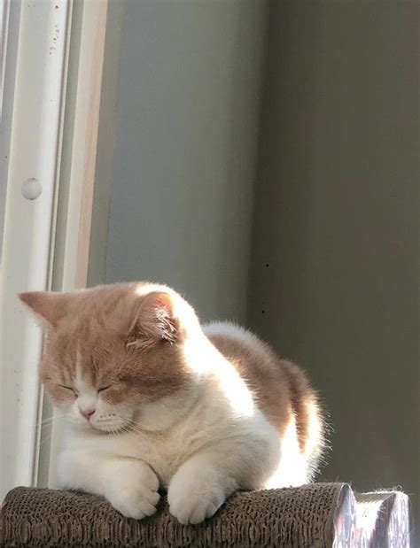 Mistura On Twitter RT Cat Auras Mood