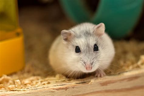 Come capire se il criceto è felice Petsblog