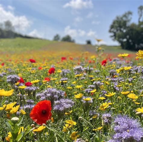 The Flower Field Vale Pick Your Own