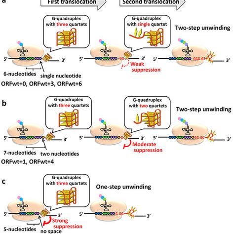 Schematic Illustration Of Effects Of RNA G Quadruplexes Located At A