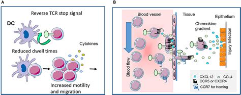 Frontiers CTLA 4 And PD 1 Control Of T Cell Motility And 44 OFF