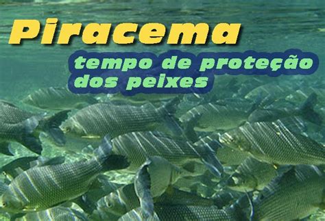 Come Ou O Per Odo Da Piracema Organics News Brasil