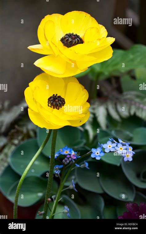 Ranunculus Flowers Grow From Bulbs Love Full Sun And Bloom In Spring