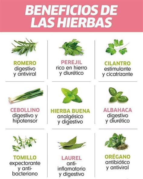 Plantas Medicinales Mas Alla Del Misterio Amino