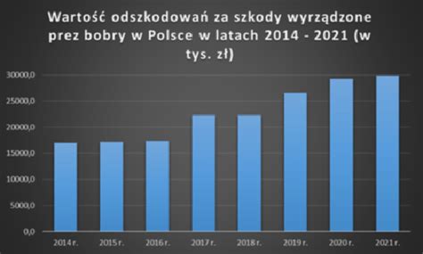Ogromny wzrost liczby bobrów w Polsce Jak rolnicy mogą się bronić