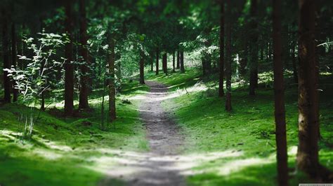 K Ultra High Resolution Forest Wallpapers Top Free K Ultra High