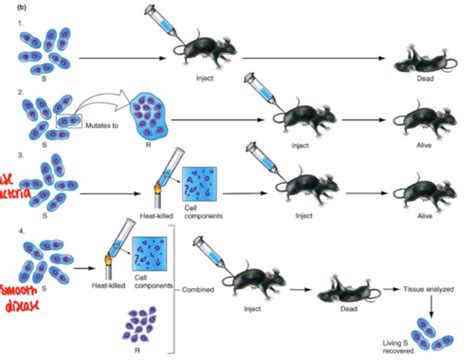Replication And Mutation Flashcards Quizlet