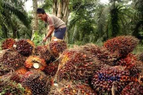 Harga Tandan Buah Segar Kelapa Sawit Di Provinsi Riau Naik Hingga Rp