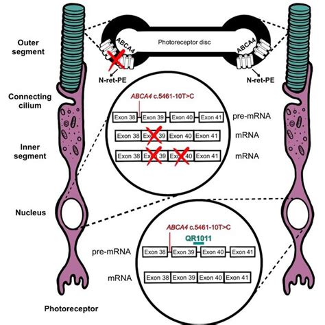 Schematic Representation Of Abca And The Splicing Modulating Effect Of