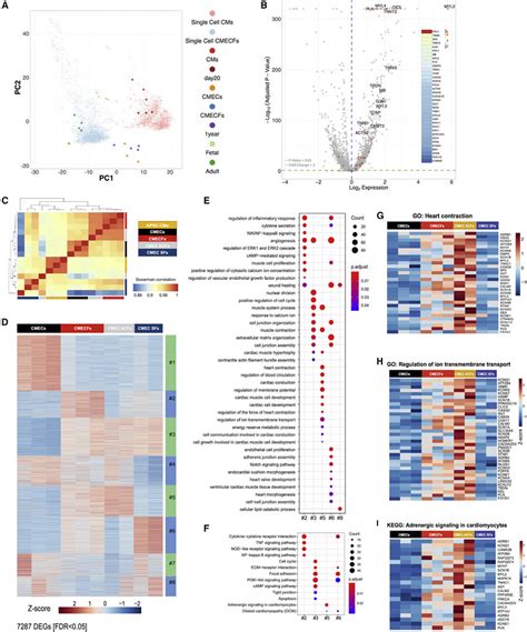 Single Cell And Bulk Transcriptome Profiling Of Microtissues A Pc