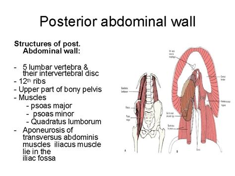 Posterior Abdominal Wall Posterior Abdominal Wall Structures Of