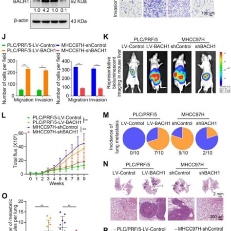 IGF2 Promotes HCC Growth And Metastasis Depending On BACH1 A BACH1