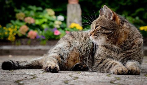 Katze Haustier Tier Kostenloses Foto Auf Pixabay Pixabay