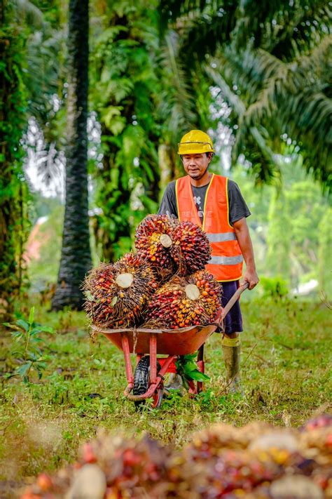 Yes Harga TBS Kelapa Sawit Di Provinsi Jambi Kembali Naik Ini Rincian