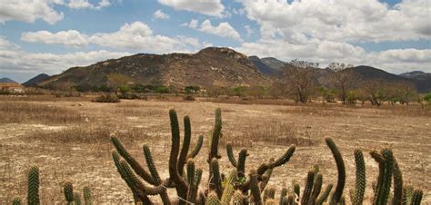 Clima Semiárido Características Vegetação e Ação no Brasil