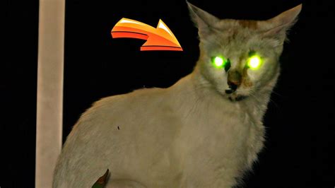 Pourquoi Les Yeux Des Chats Brillent Ils Dans Le Noir