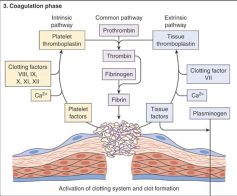 Lecture 28 Haemostasis Flashcards Quizlet