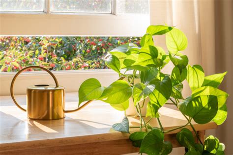 Cuidados De La Planta Tel Fono Esqueleto Huerto En Casa