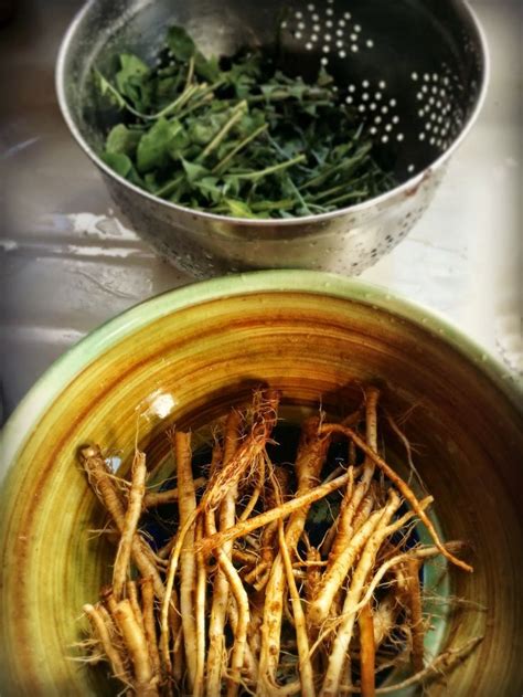 This Is My Step By Step Tutorial On How To Make Dandelion Root Tea