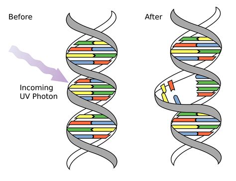 DNA Mutations Genetics Generation