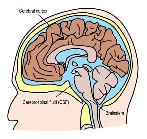 Parts Of The Brain Anatomy Structure Functions