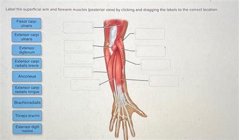 Solved Label The Superficial Arm And Forearm Muscles Chegg