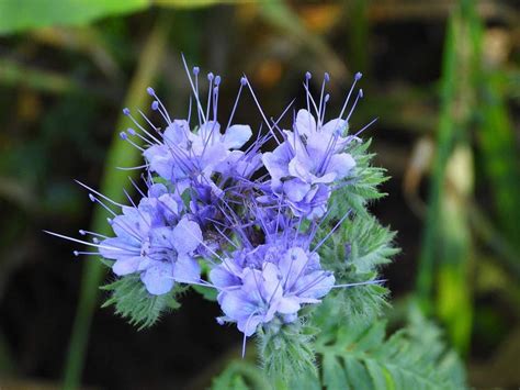 Todo Lo Que Debes Saber Sobre La Verbena Bonariensis Cuidados