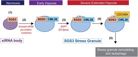 Frontiers Arabidopsis CALMODULIN LIKE 38 Regulates Hypoxia Induced
