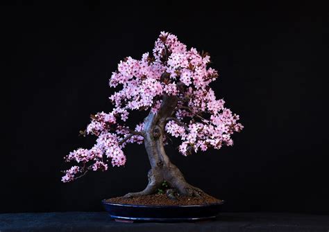 Blood Plum Bonsai Wood Free Photo On Pixabay