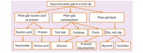 Lý thuyết quá trình tổng hợp phân giải ở vi sinh vật và ứng dụng