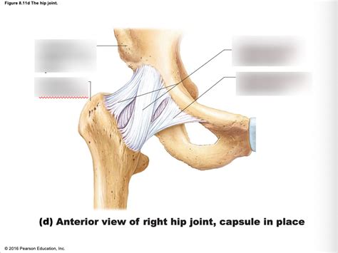 Hip Joint Diagram Quizlet