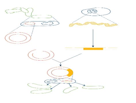 Transforming Dna Diagram Quizlet