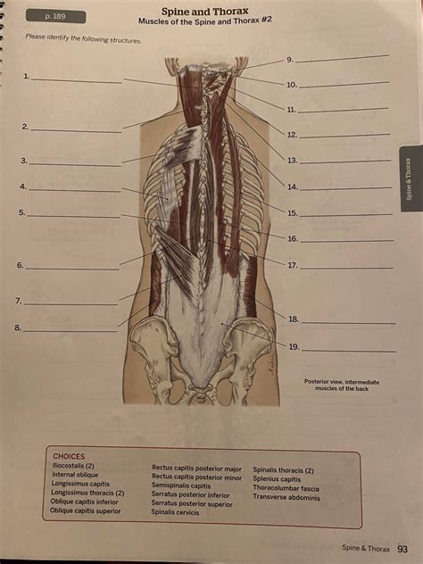 P 189 Muscles Of The Spine And Thorax 2 Diagram Quizlet