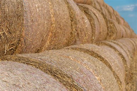 Round Golden Straw Bales Lie On The Field After The Grain Harvest A