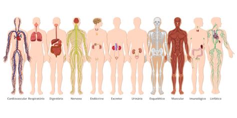 Estrutura Ossea E Muscular Do Corpo Humano Várias Estruturas