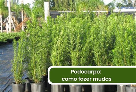 Como fazer muda de Podocarpo aprenda um passo a passo infalível e