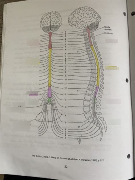 Moelle Pini Re Diagram Quizlet