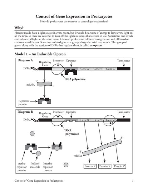 Gene Expression Worksheet