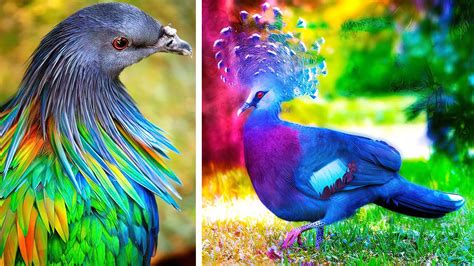 10 Most Beautiful Birds In The World Simply Amazing Stuff