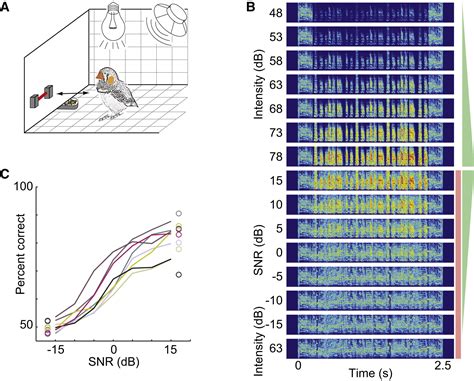 sparse and background invariant coding of vocalizations in auditory scenes neuron