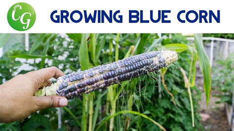 How To Grow Blue Maize Corn Healthy Delicious Youtube