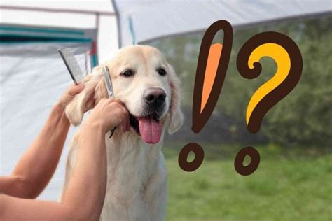 What Do I Do If My Golden Retriever Has Diarrhea Vet Answers