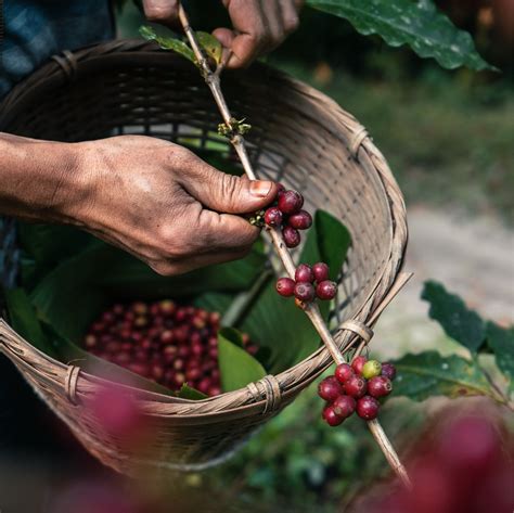 1 de octubre Día Internacional del café Servicio de Información