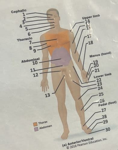 Human A P Lab Practical 2 Flashcards Quizlet