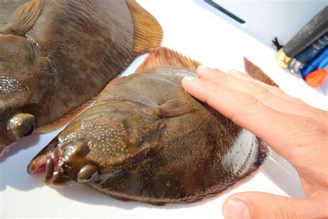 Plattfische Unterscheiden Flunder Kliesche Und Scholle BLINKER