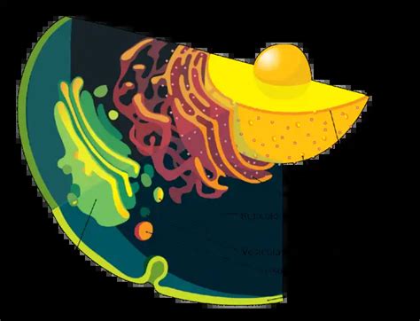 Las 10 Funciones Principales Del Aparato Golgi Como Funciona Que