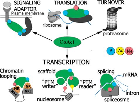 Nuclear Receptor Coactivators Structural And Functional Biochemistry