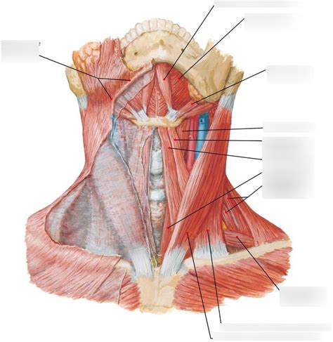 Ch Muscle Of Anterior Neck Diagram Quizlet